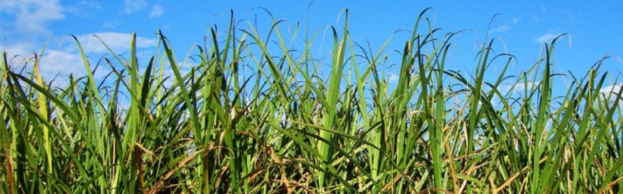 Medidas que aumentam a qualidade do canavial - Revista Terra&Cia