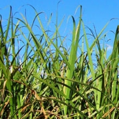 Medidas que aumentam a qualidade do canavial - Revista Terra&Cia