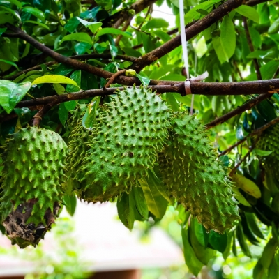 Capacitação traz instruções técnicas sobre o cultivo da graviola ...