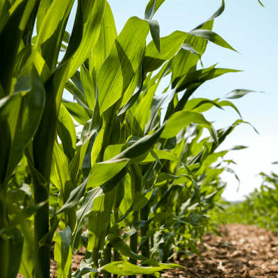 Chega ao Brasil Azospirillum Cepa Az39 - Revista Terra&Cia